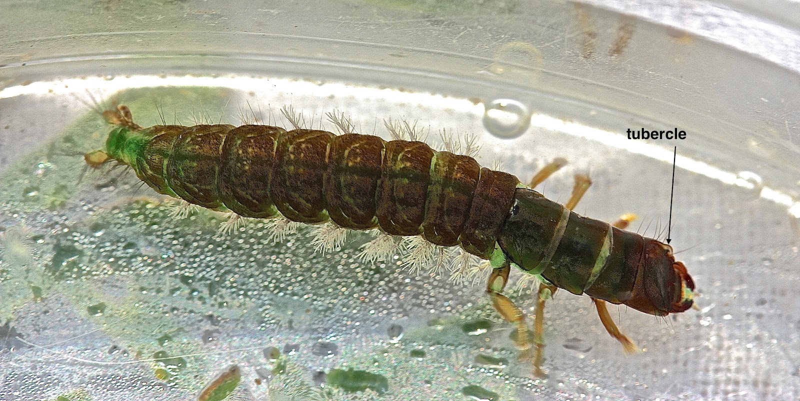 Aquatic Insects of Central Virginia: Macrostemum -- the "Uncommon ...