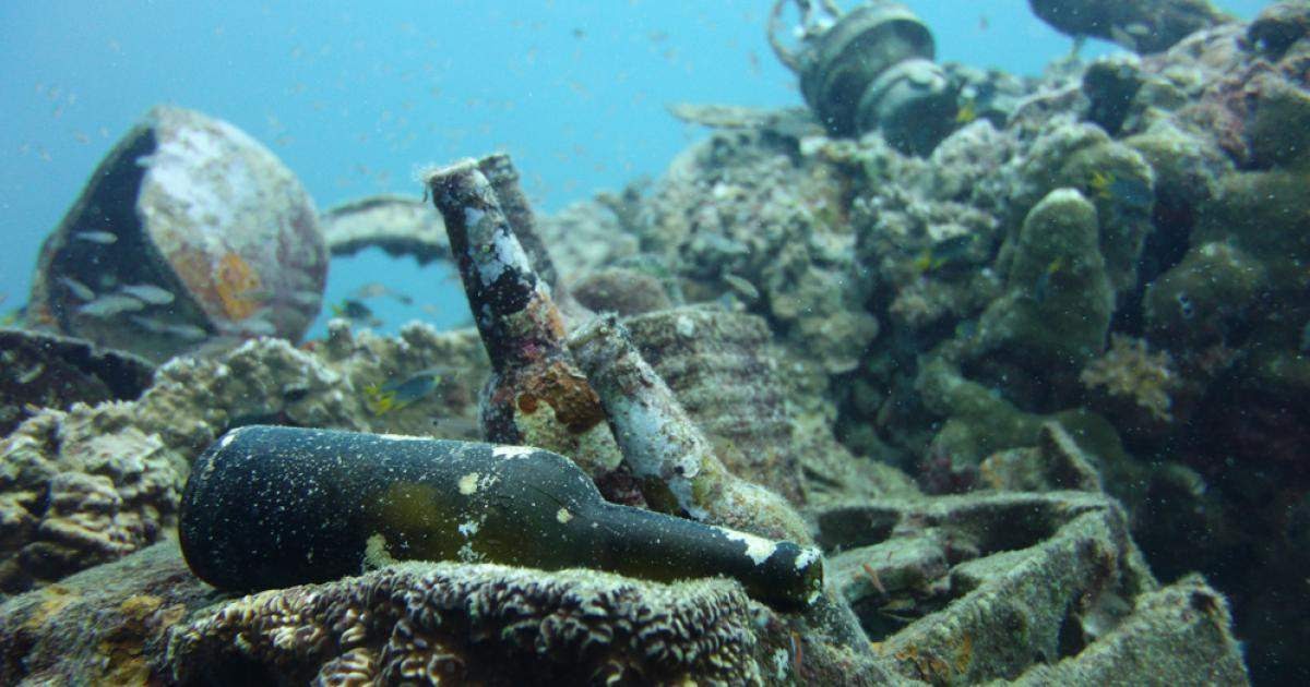 How Microplastics Are Affecting Marine Organisms Geology In