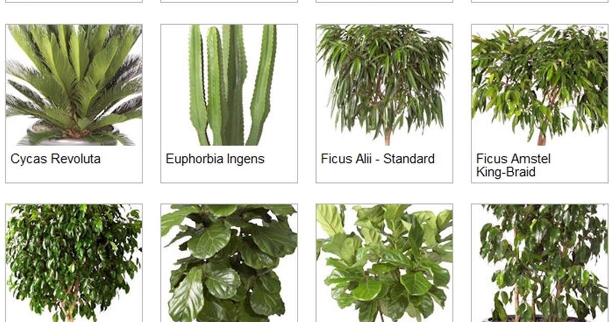 Identifying Common House Plants - Bathroom Ideas
