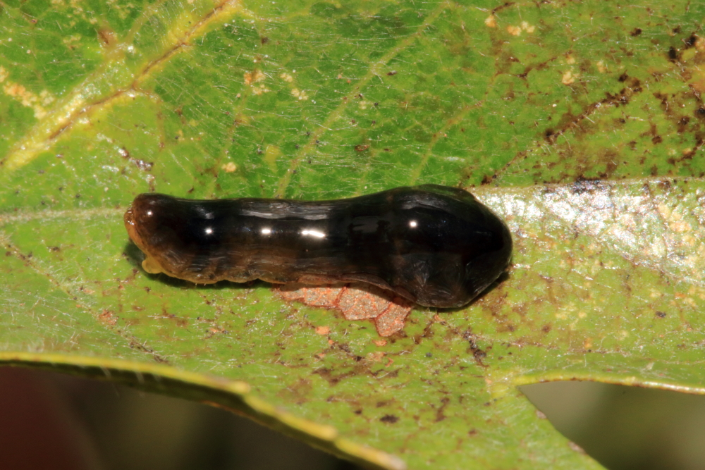 1000 Leidse soorten: Bijen, wespen en mieren