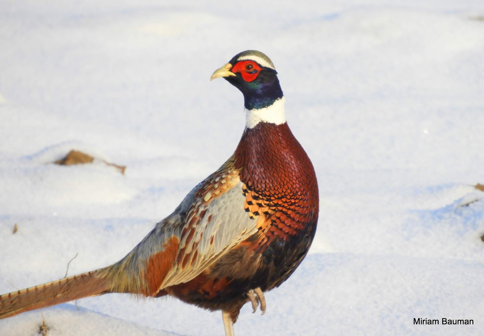 Ring-necked Pheasant (Faisan de chasse) - Travels With Birds