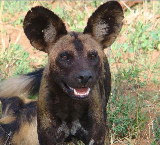 African wild dog face | Animals Photos Directory