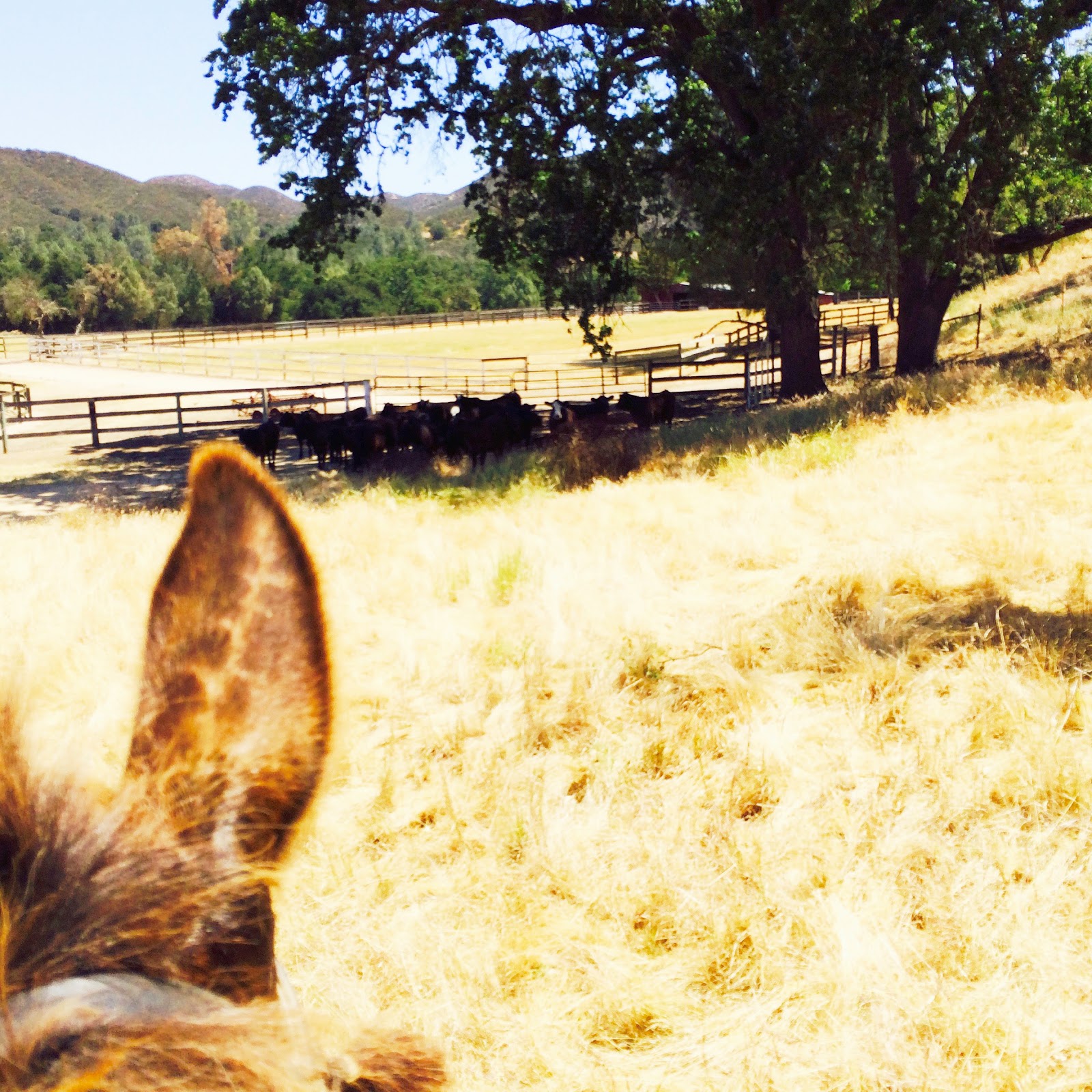 MuleTrail: 5/23/15 Riata Ranch