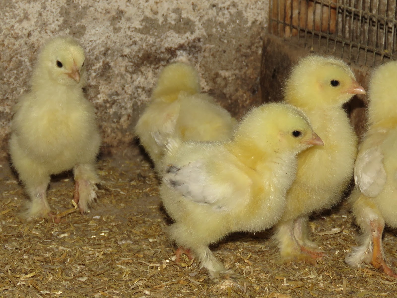 Hobbydyrenes blog: Kyllinger