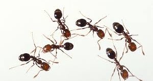 8 CURIOSIDADES SOBRE FORMIGAS