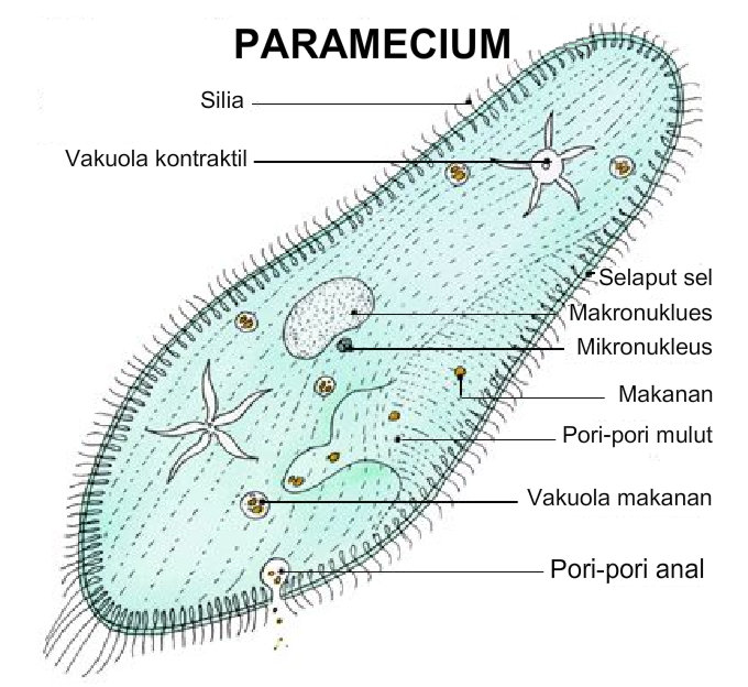 Tinjauan Dunia Mikrobe | Dasar - Dasar Mikrobiologi