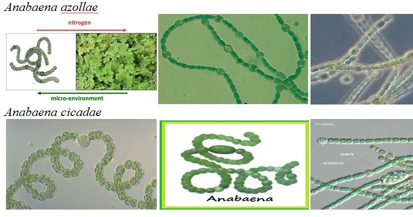 Anabaena; Klasifikasi, Morfologi, Habitat, Ciri-Ciri Dll - Melek Perikanan