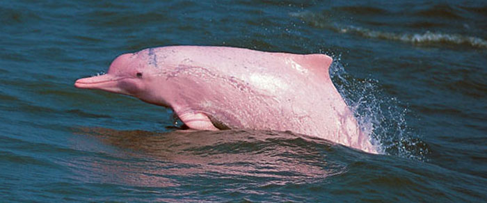 nize: Natureza Incrível #13 - O Boto Cor-de-Rosa, com Richard Rasmussen