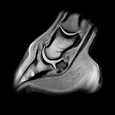 Horse Life and Love: All About ... MRI