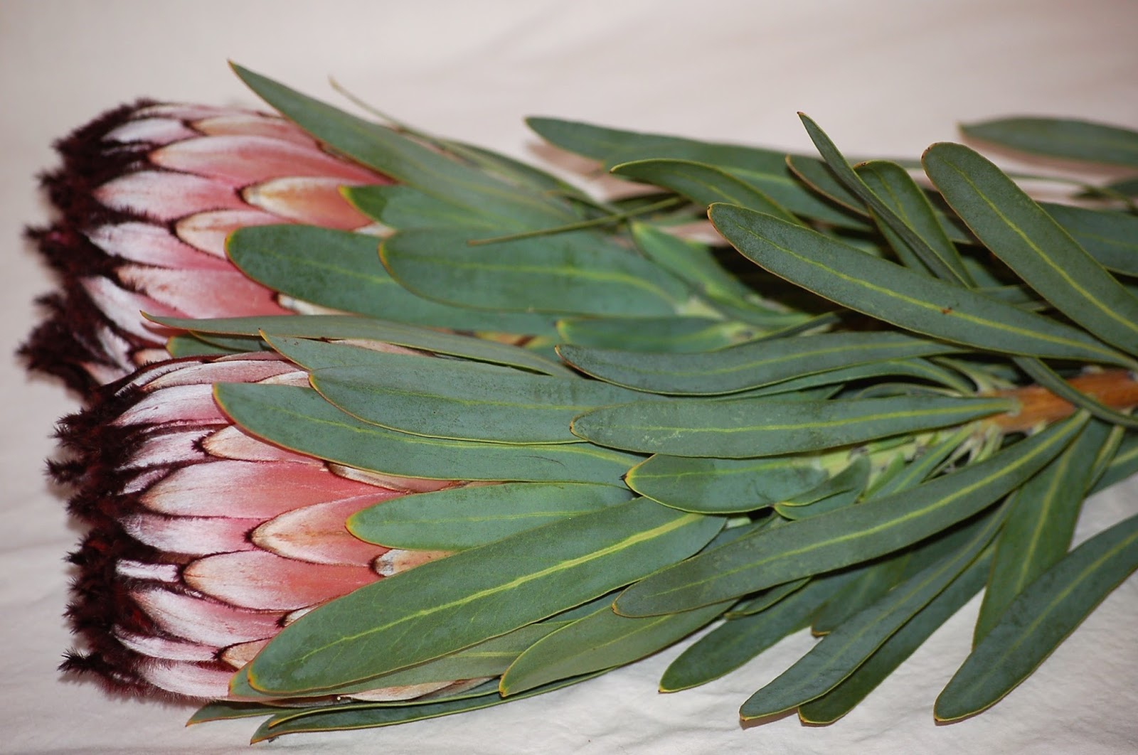 A Passion for Flowers: Improving Protea Life