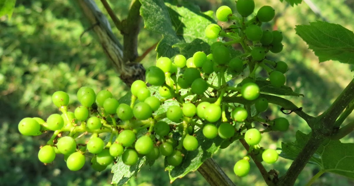 EnoViti: Two Stages of Grape Berry Development
