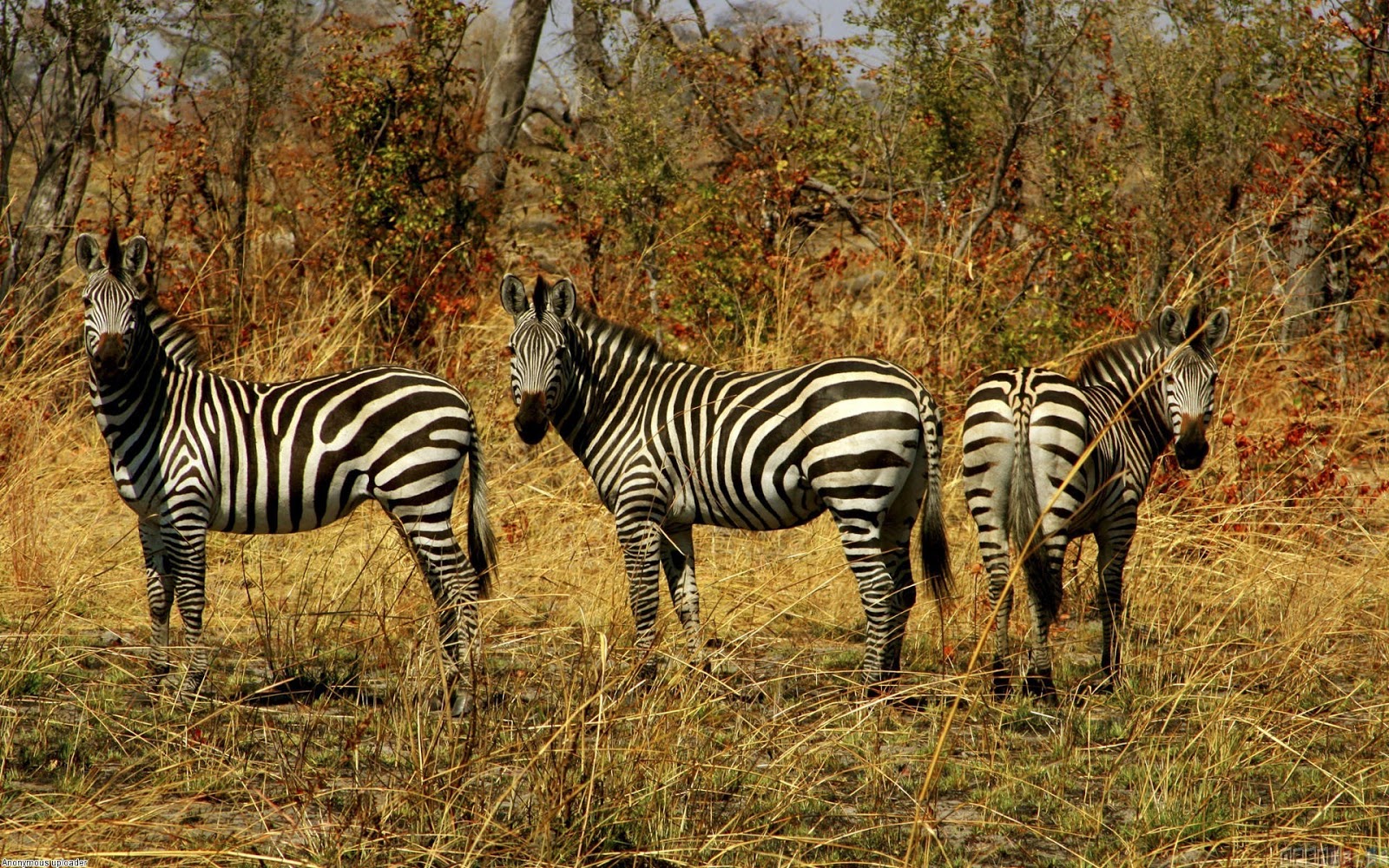 Top 20 Most Cute And Dashing Zebra Wallpapers In HD