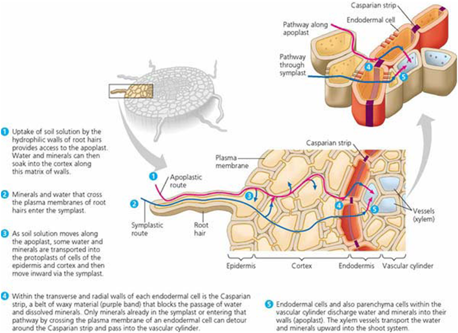 Biology: Question 5
