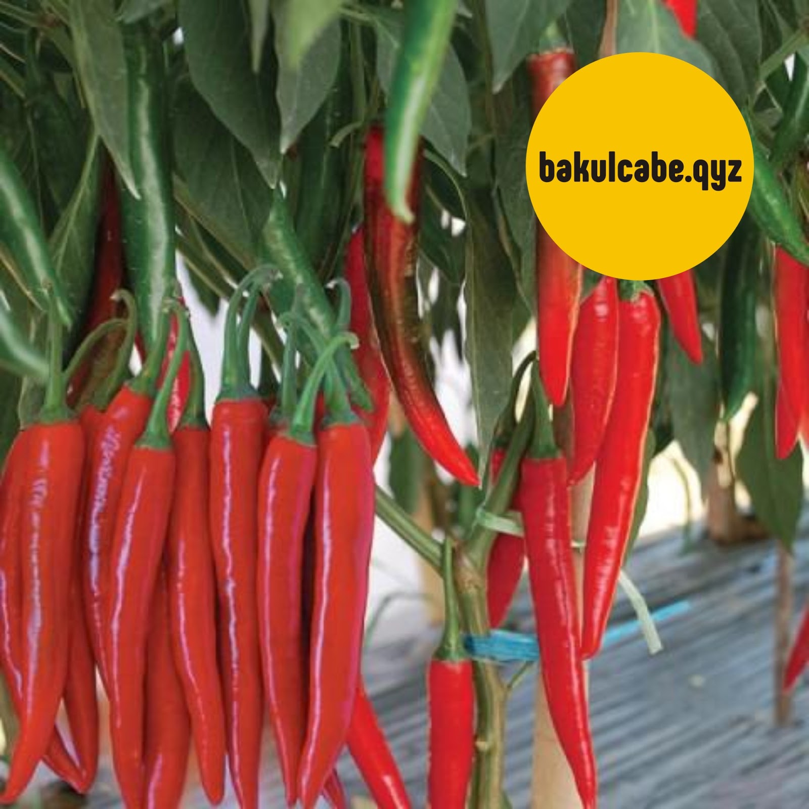 3 Jenis Cabai yang Paling Sering Dibudidayakan di Indonesia - bakulcabe