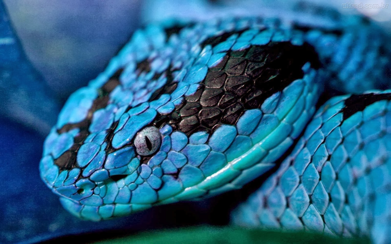 A Lua de Caím: O Simbolismo da Cobra - Parte II