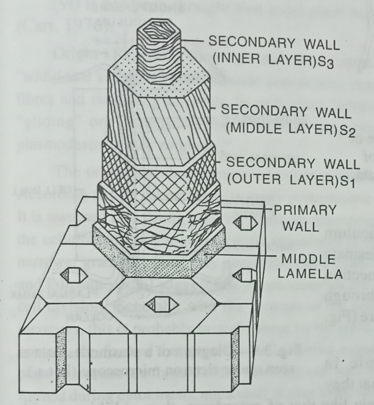 Ultrastructure and components of the cell wall-digieduco