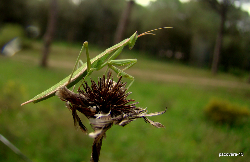 CH´USAY: APTEROMANTIS APTERA