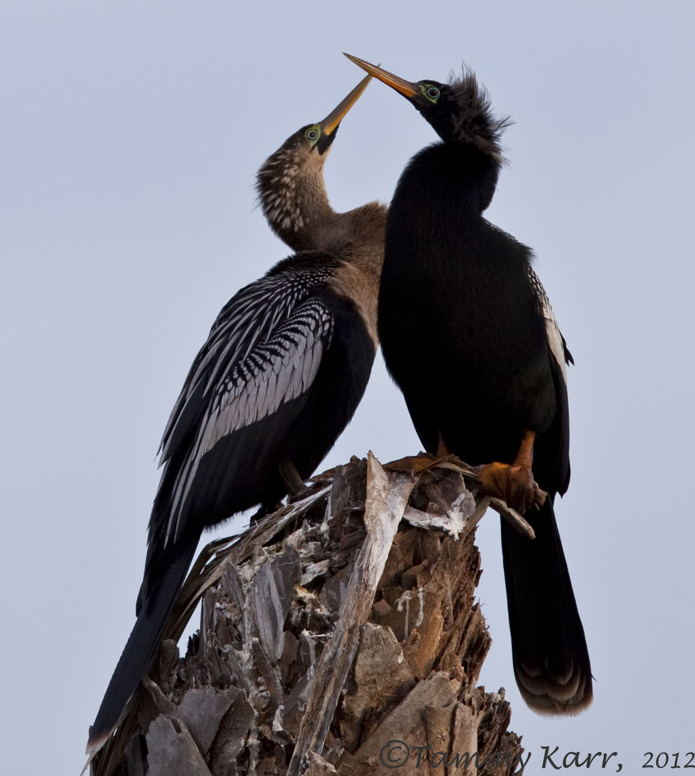 Birding Is Fun!: Courtship
