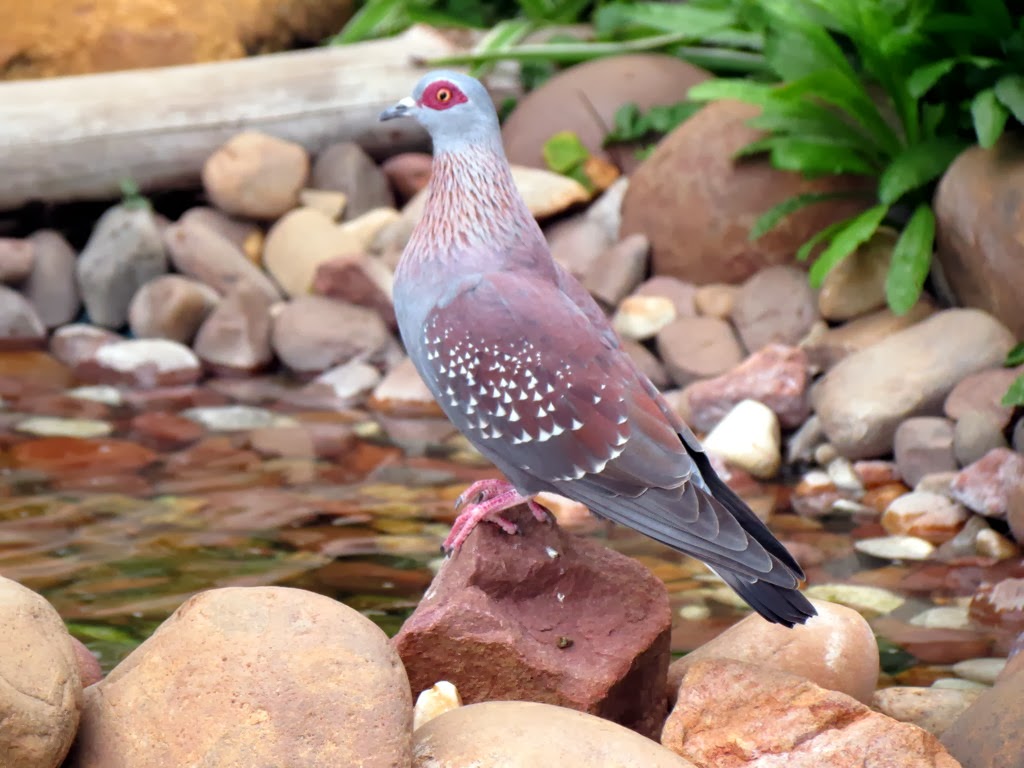 Kreatiewe Joernaal: kransduif