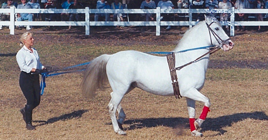 DONKEY TRAIN: 8. Driven