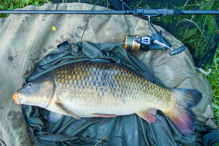 Lumbland: Nuisance fish