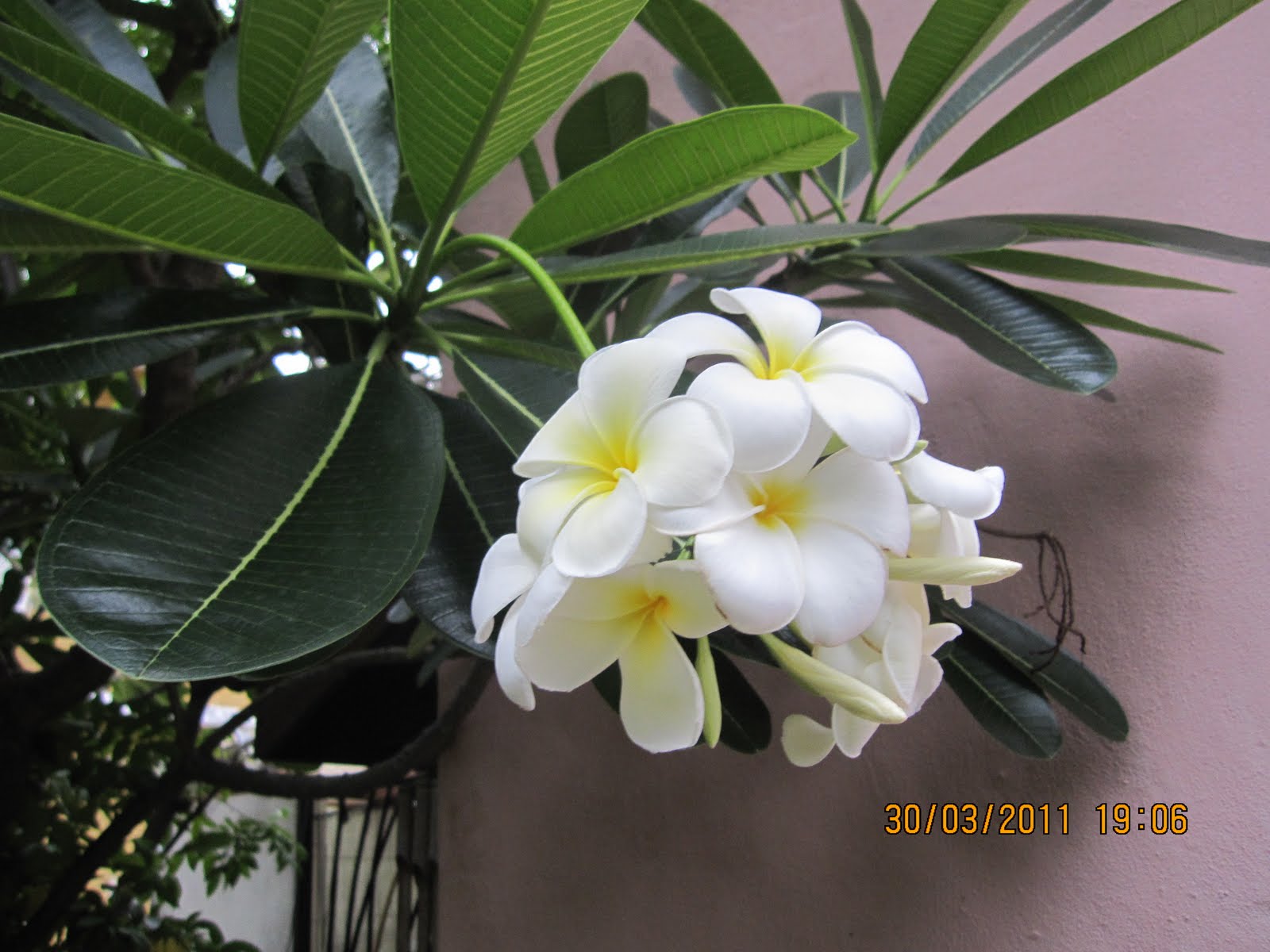 Yan's Family, Frens, Travel, And Food Journal: Bunga - bunga di Taman