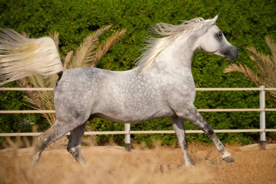 The Wonderful World of Ezzain Arabians: Aneesilnefous Ezzain