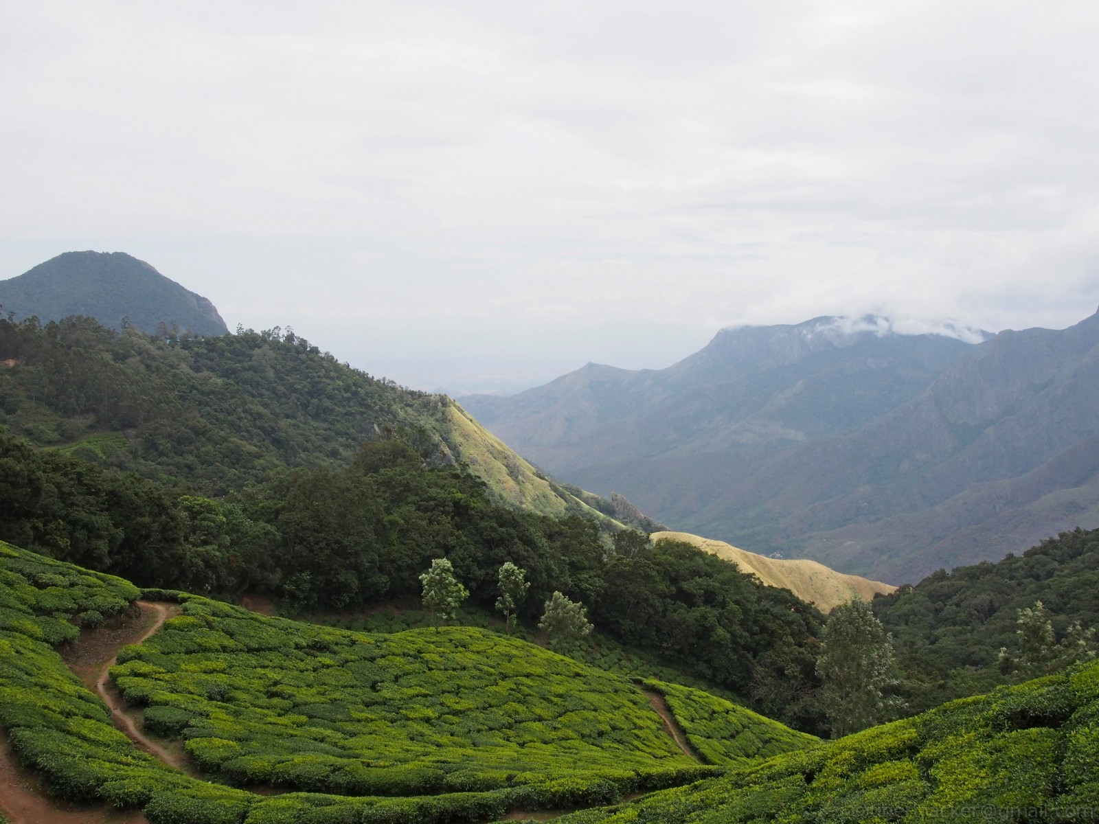 A Woodcrawler's Journal: Misty & Mysterious Munnar - Part 3: Pambadum ...