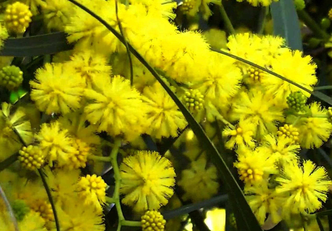 National Flower of Australia