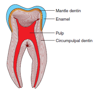 Dentin- Microscopic Structure, Properties, Types and Functions