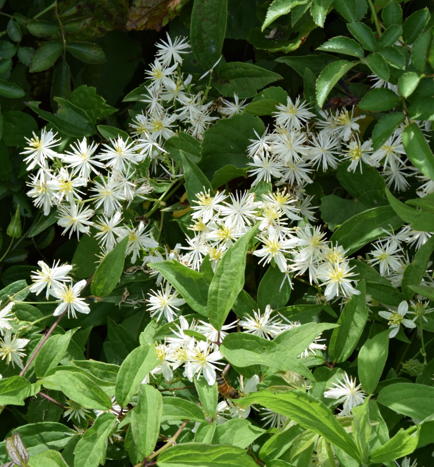 Using Georgia Native Plants: June 2019