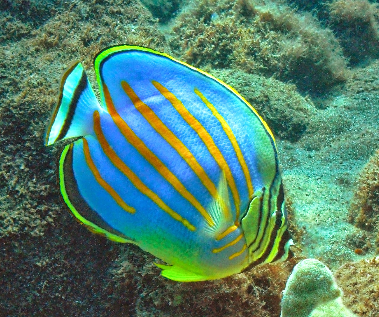 BUTTERFLYFISH photos - wallpapers | the fun bank