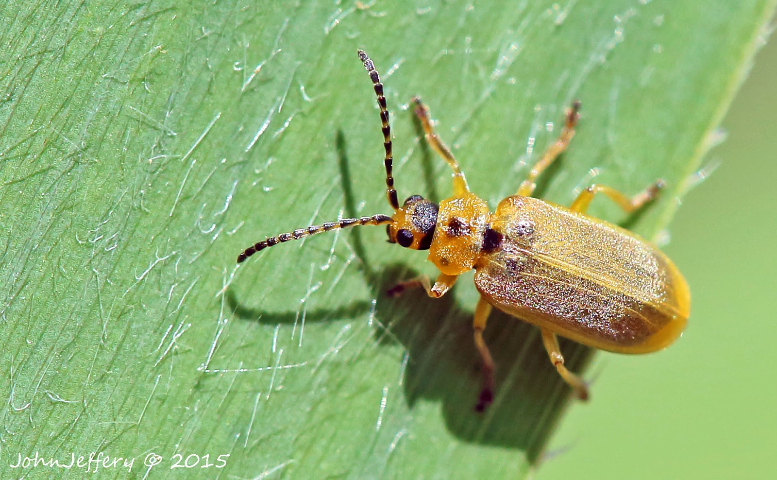 JJ's Photographic nature blog: August 2015