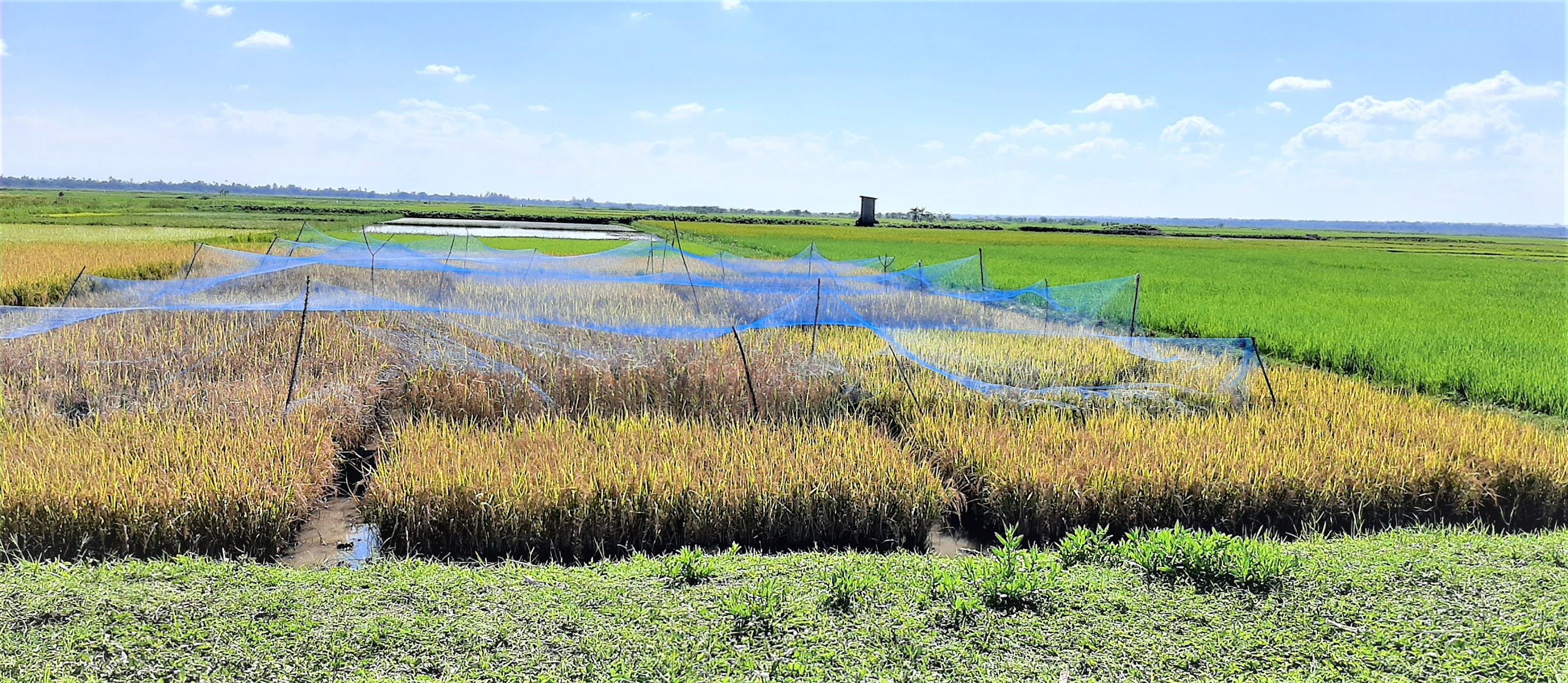 Doho Irrigation Farmers’ Cooperative Society upgrades their rice ...