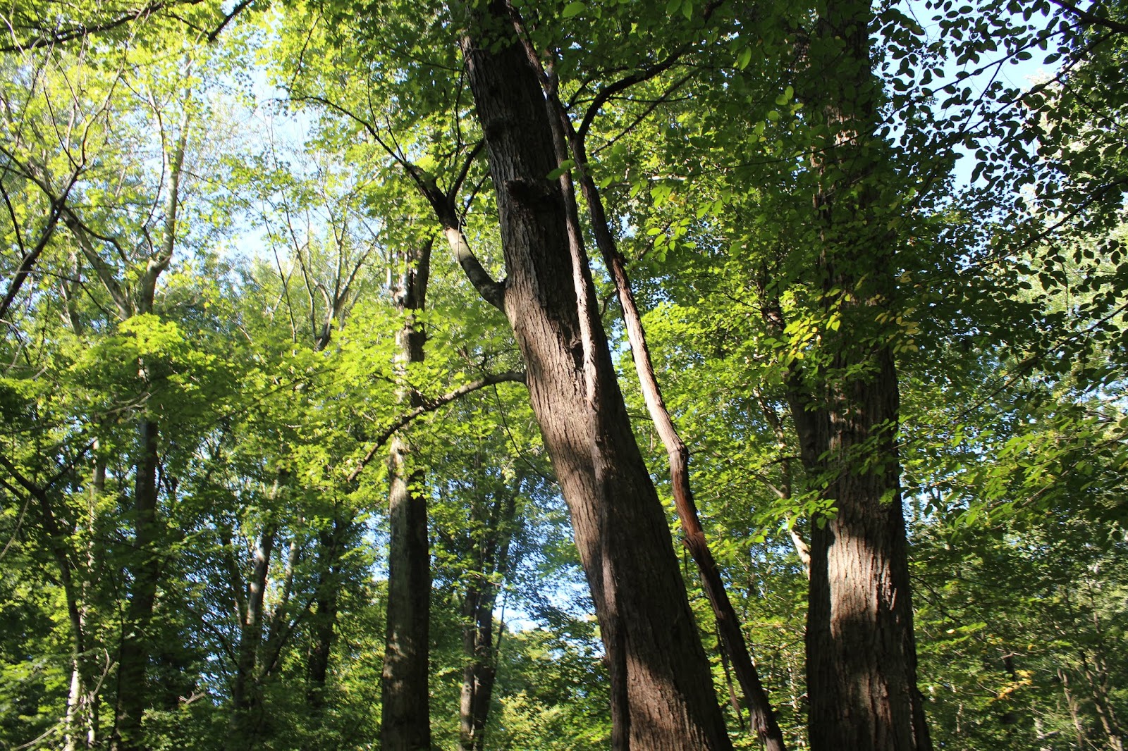FINALLY - Visiting Warren Woods State Park