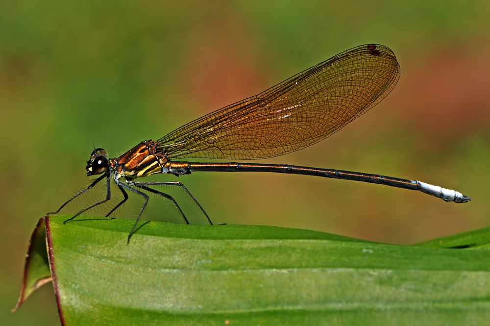 Odonata of Thailand Checklist | BugsAlive