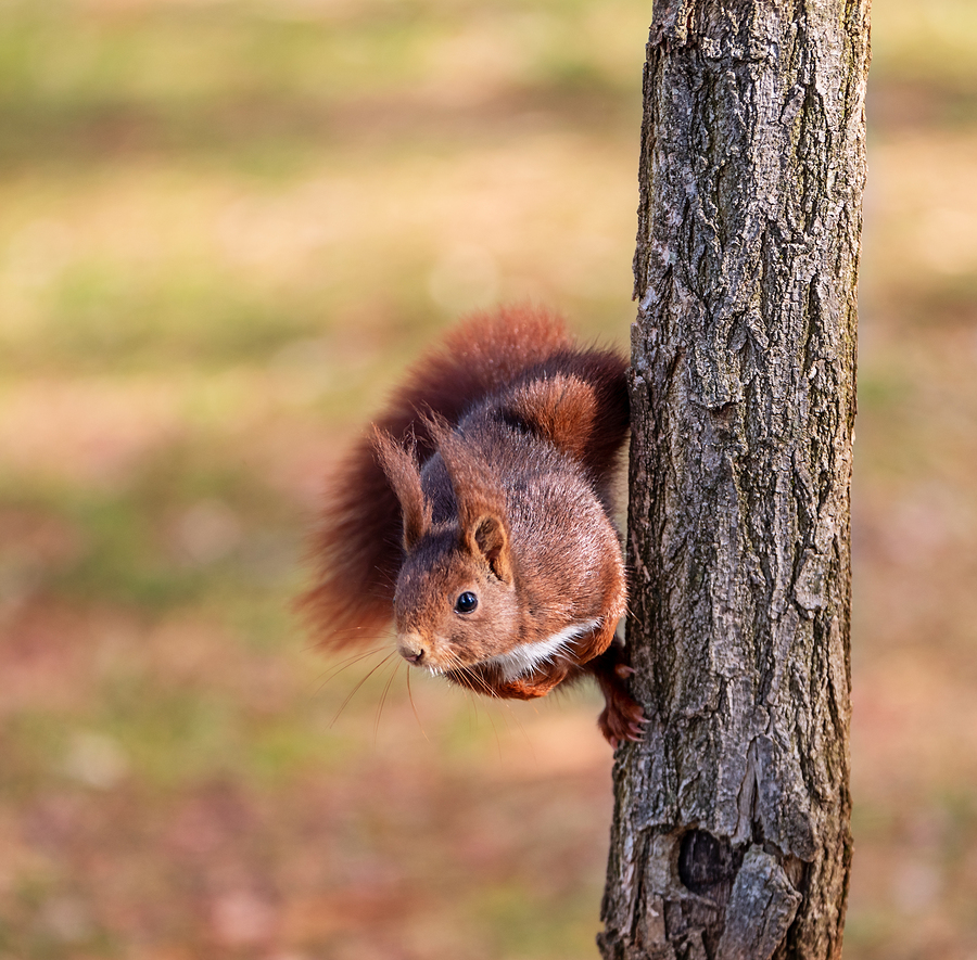 Red Squirrels and Nature: Youtube