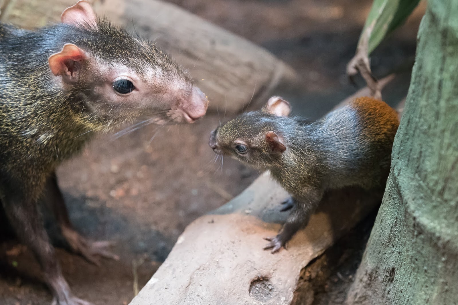 Birth announcement: Agouti pups rhymes with cutie pups!