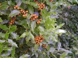 Alimentación Sana: Congorosa: planta digestiva natural