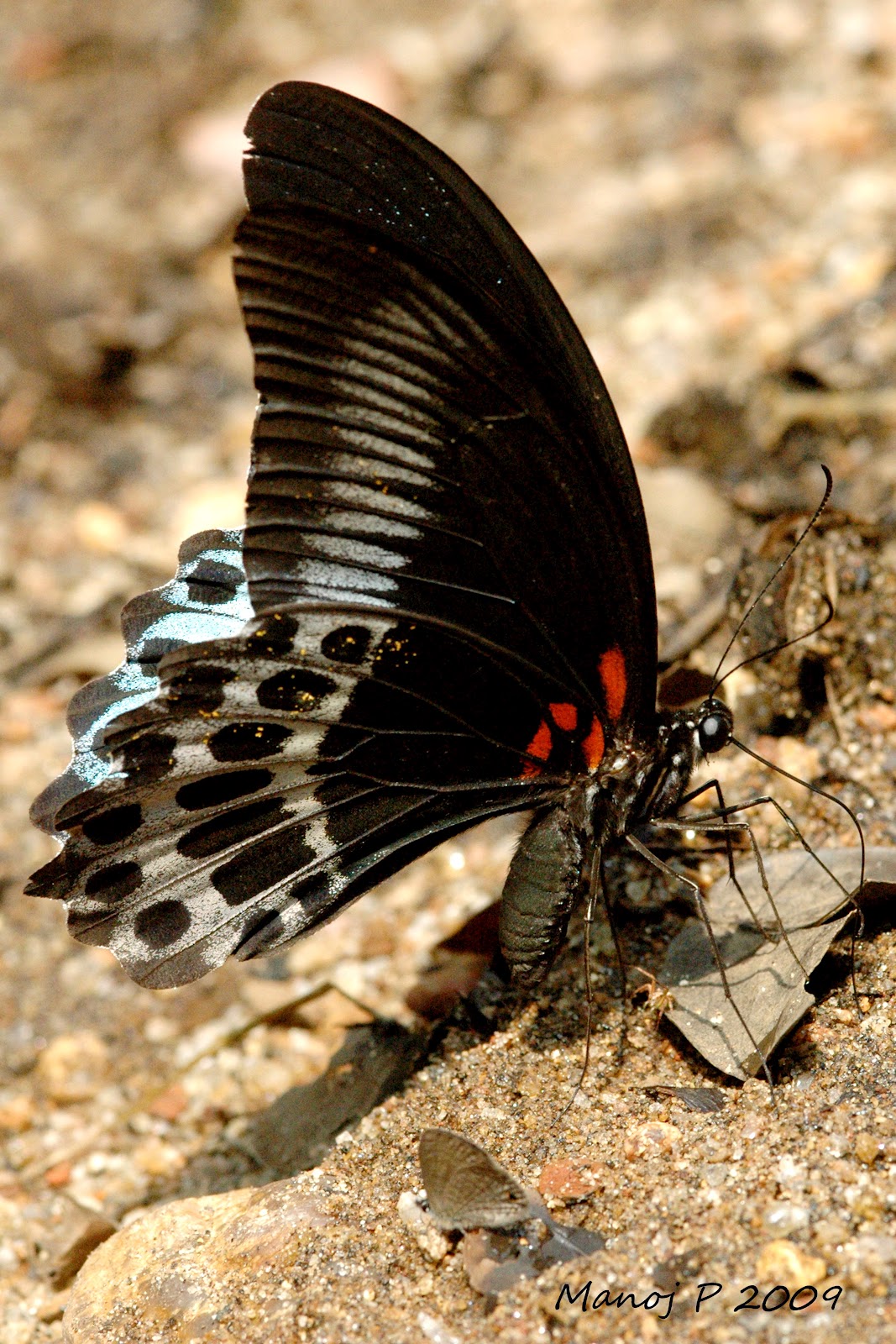 My Butterfly Garden Blue Mormon my-butterfly-garden-blue-mormon