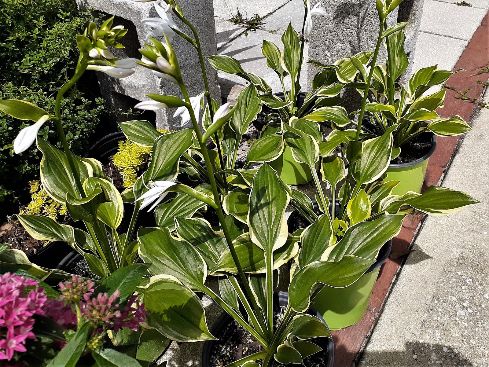 HeyPlantMan! Exotic Tropical Plants from St. Pete FL: Plant ...