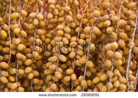 Curmal (Phoenix dactylifera)