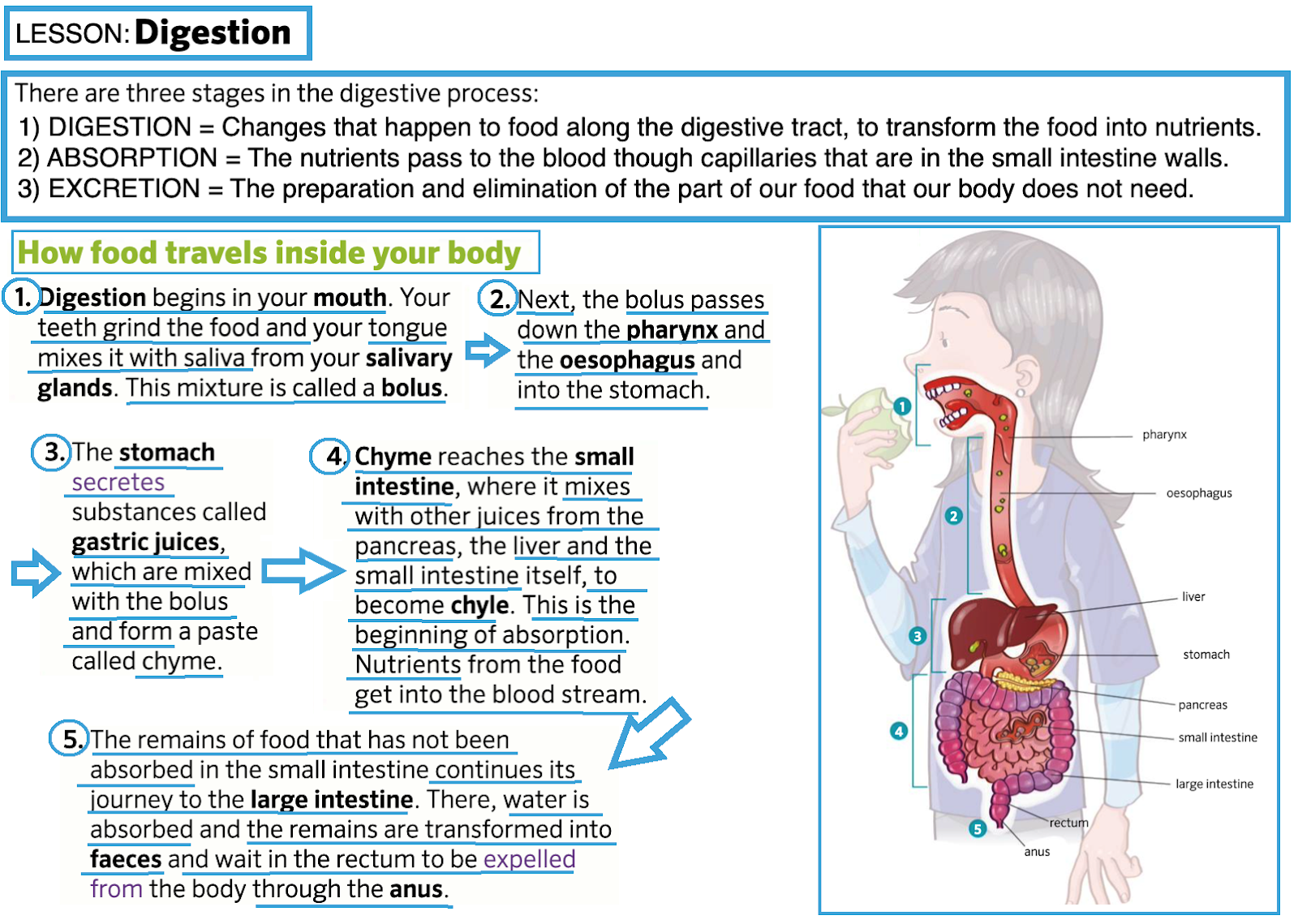 Blog de 6º de Primaria: Natural Science - Unit: The human body an nutrition - LESSON: DIGESTION