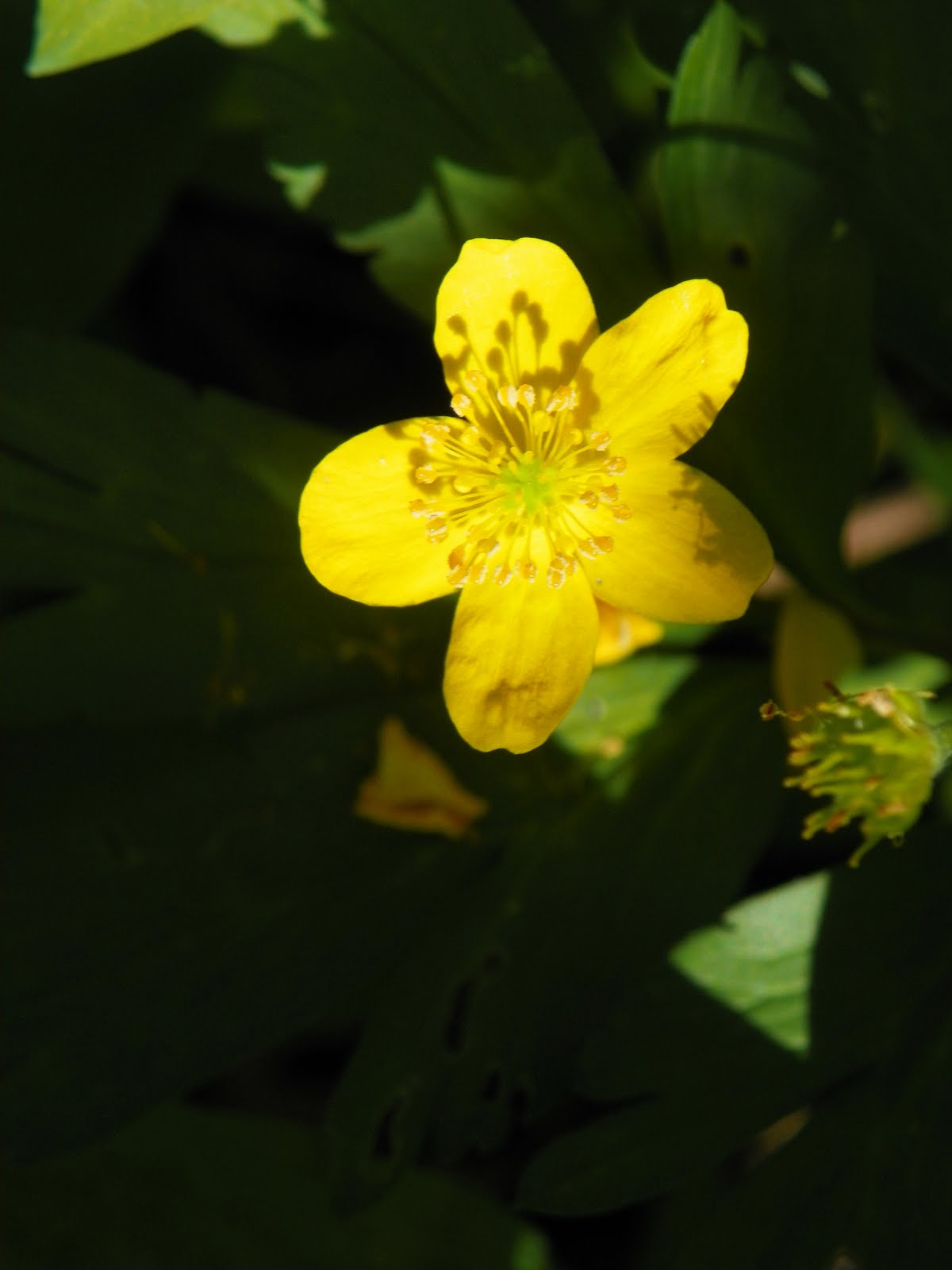 Cu Medi in bucatarie: Primavara in padure