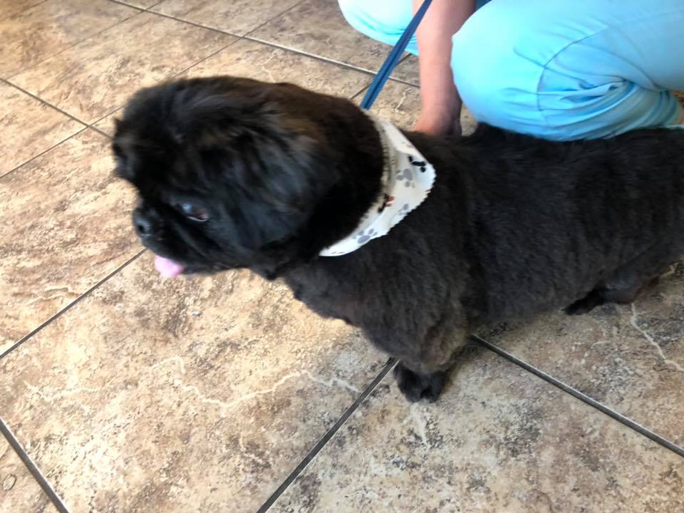 Must Love Pekes: TRIBBLE--SWEET BOY