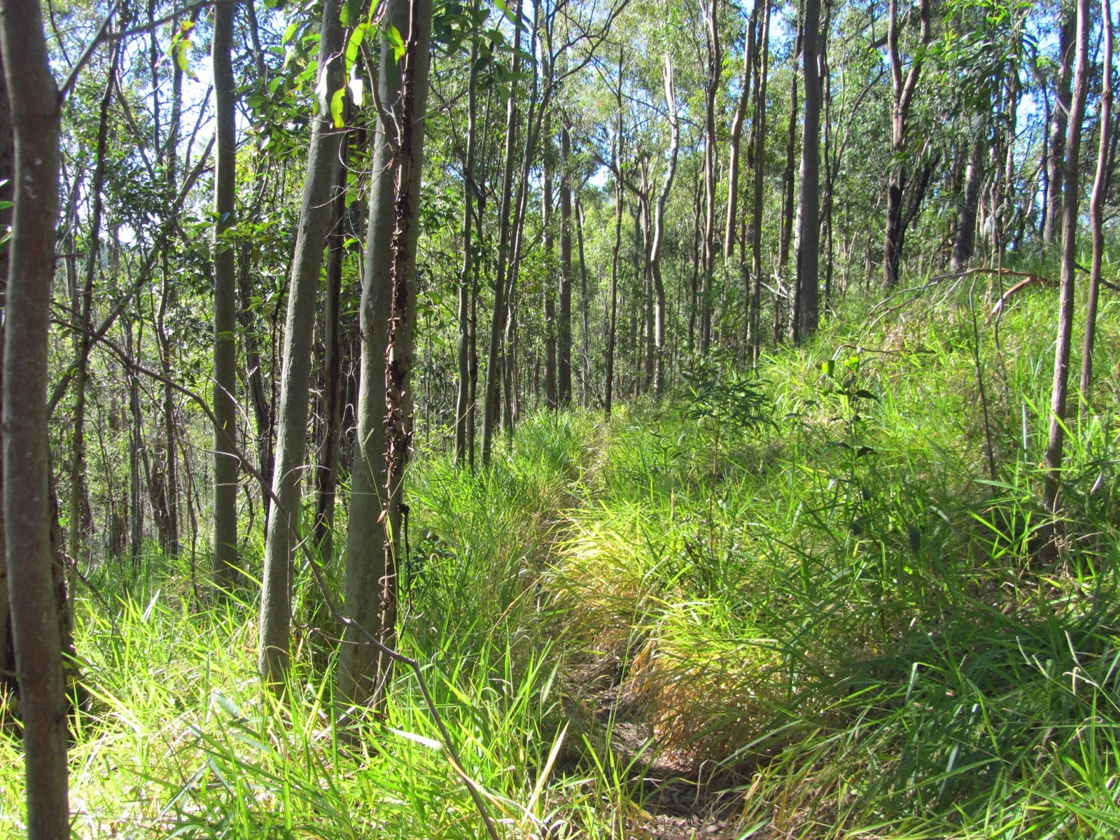 Walking with Friends Down Under: Mid WINTER walk - Mt Cootha
