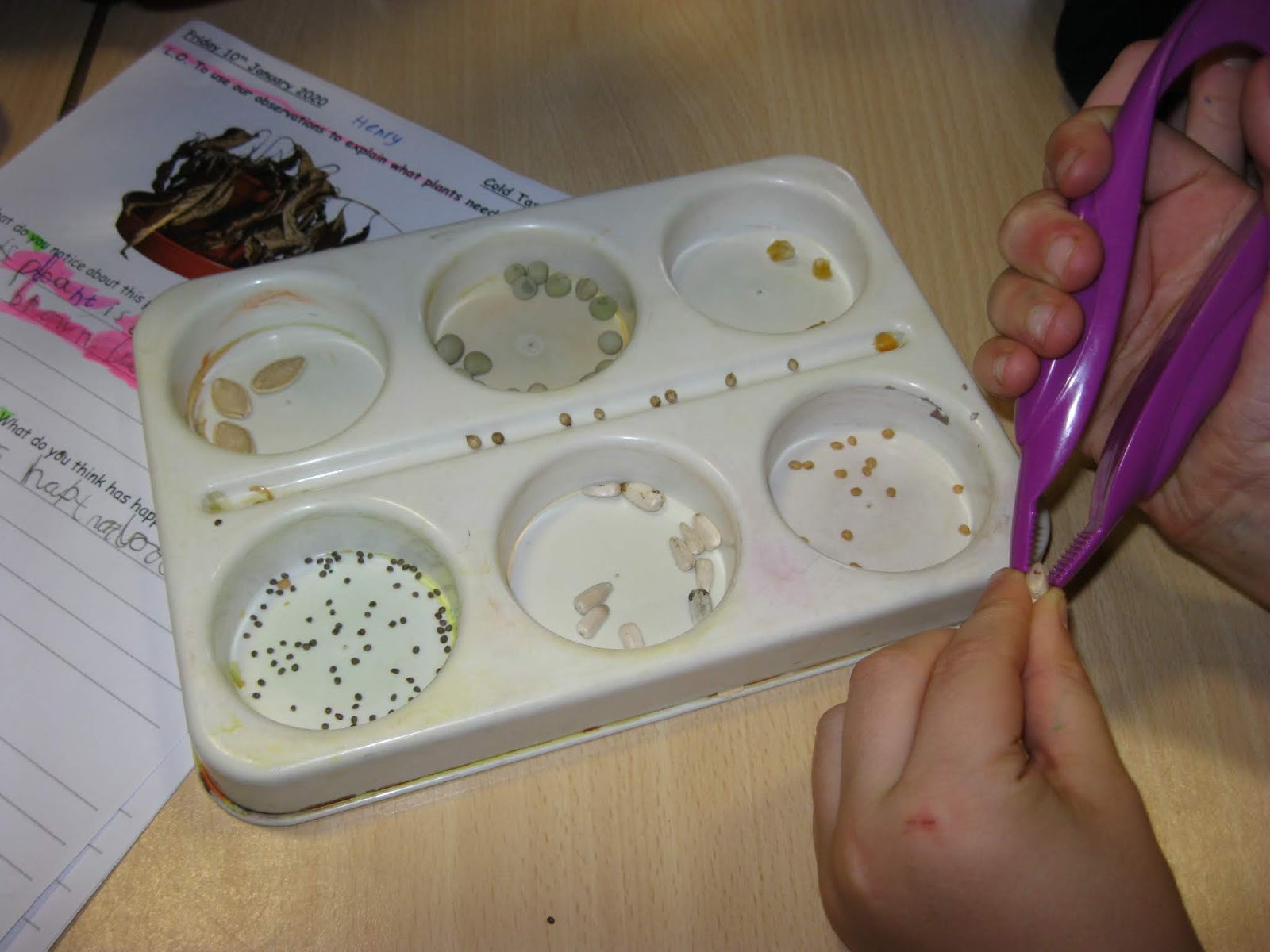 Windhill21: Year 2 Science - sorting seeds
