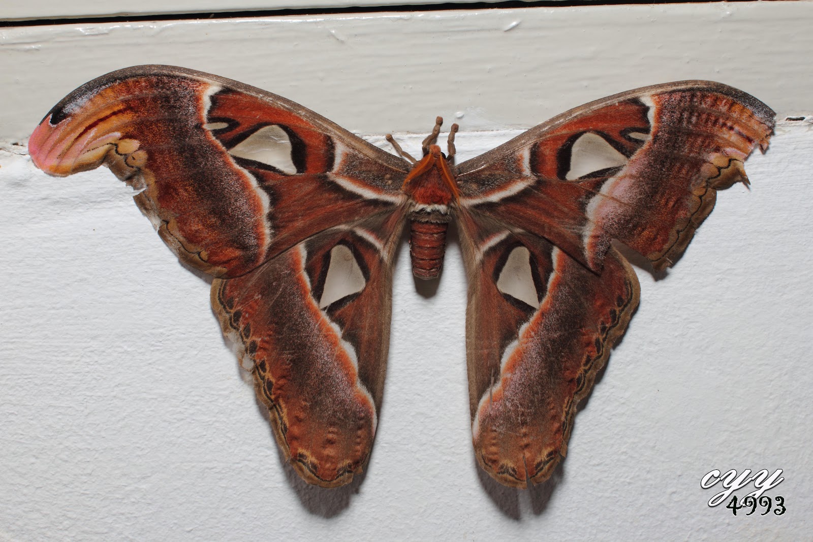 cyy4993: Atlas Moth [Saturniidae] Attacus Atlas (Linnaeus 1758) 皇蛾