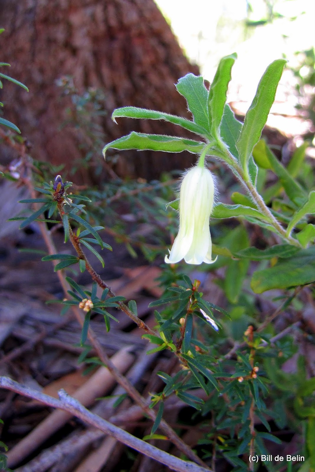 Sydney's Wildflowers and Native Plants: Billardiera scandens - Apple ...