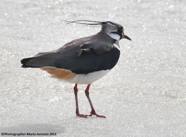 Beauty Of Nature: Beauty of Nature "Northern Lapwing/Peewit/Green Plover"